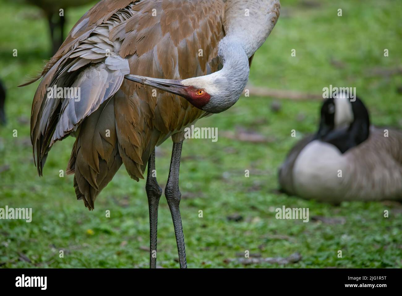 The sandhill crane(Antigone canadensis) . Native American bird a ...