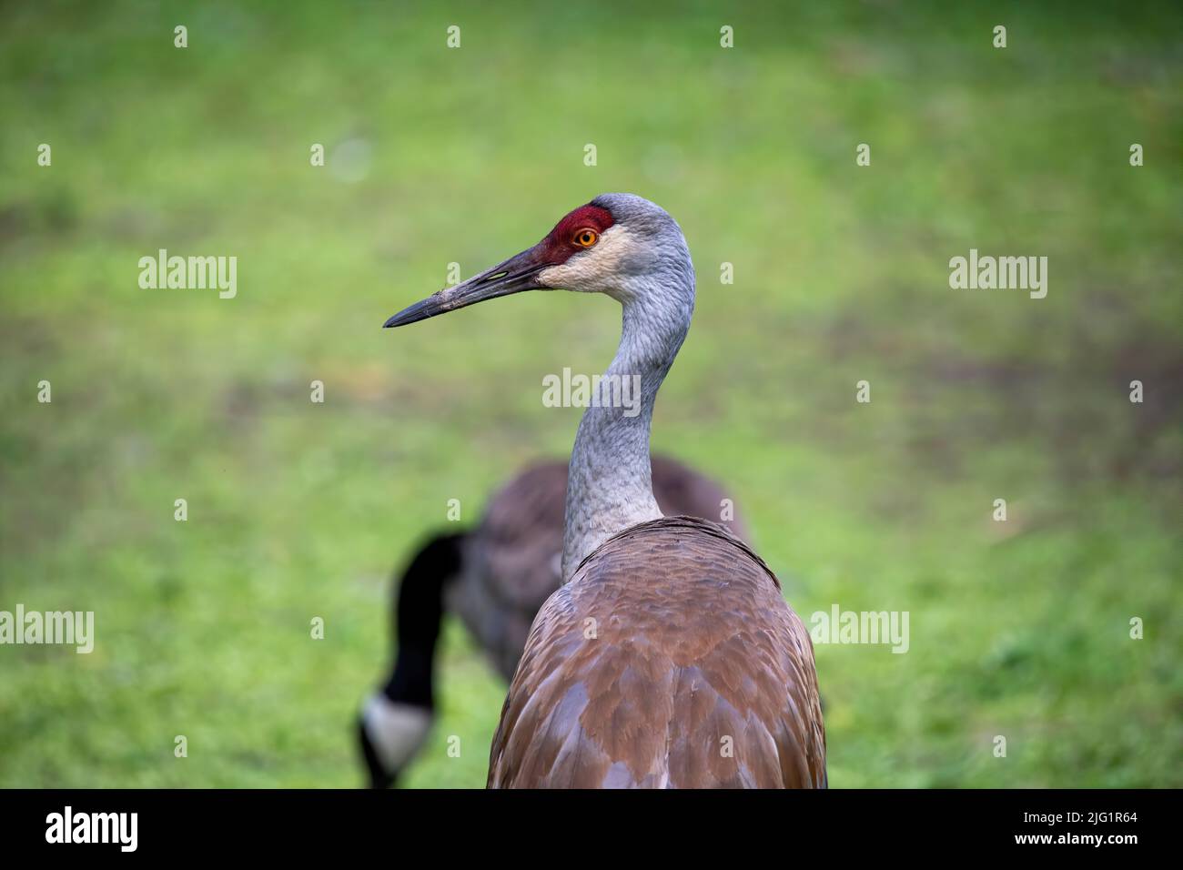 The sandhill crane(Antigone canadensis) . Native American bird a ...