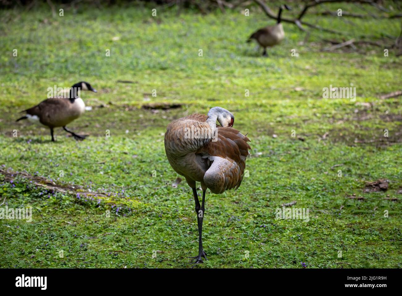 The sandhill crane(Antigone canadensis) . Native American bird a ...