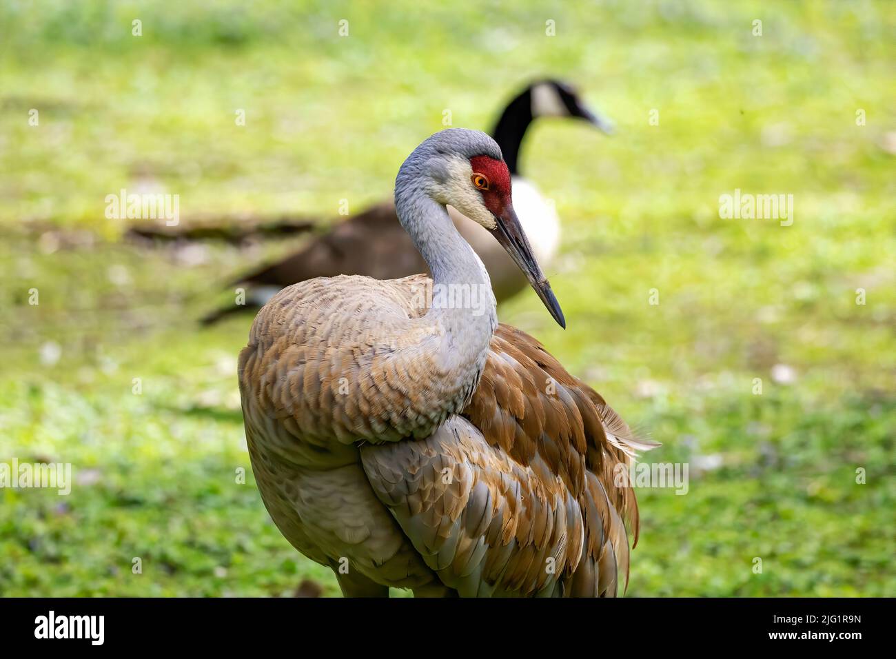 The sandhill crane(Antigone canadensis) . Native American bird a ...