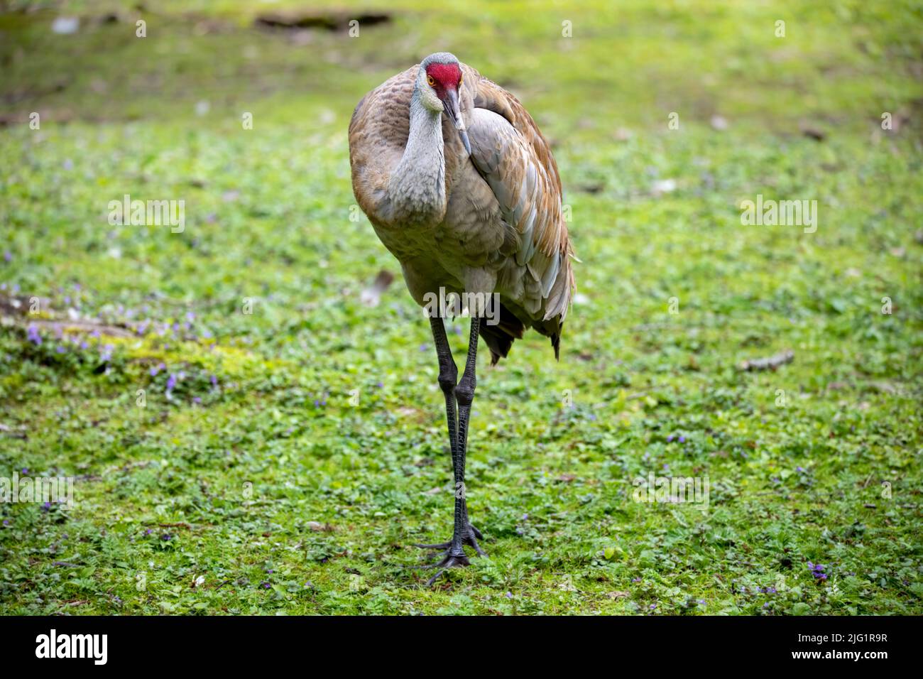 The sandhill crane(Antigone canadensis) . Native American bird a ...