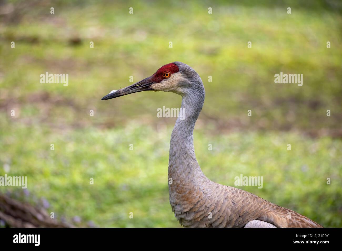 The sandhill crane(Antigone canadensis) . Native American bird a ...
