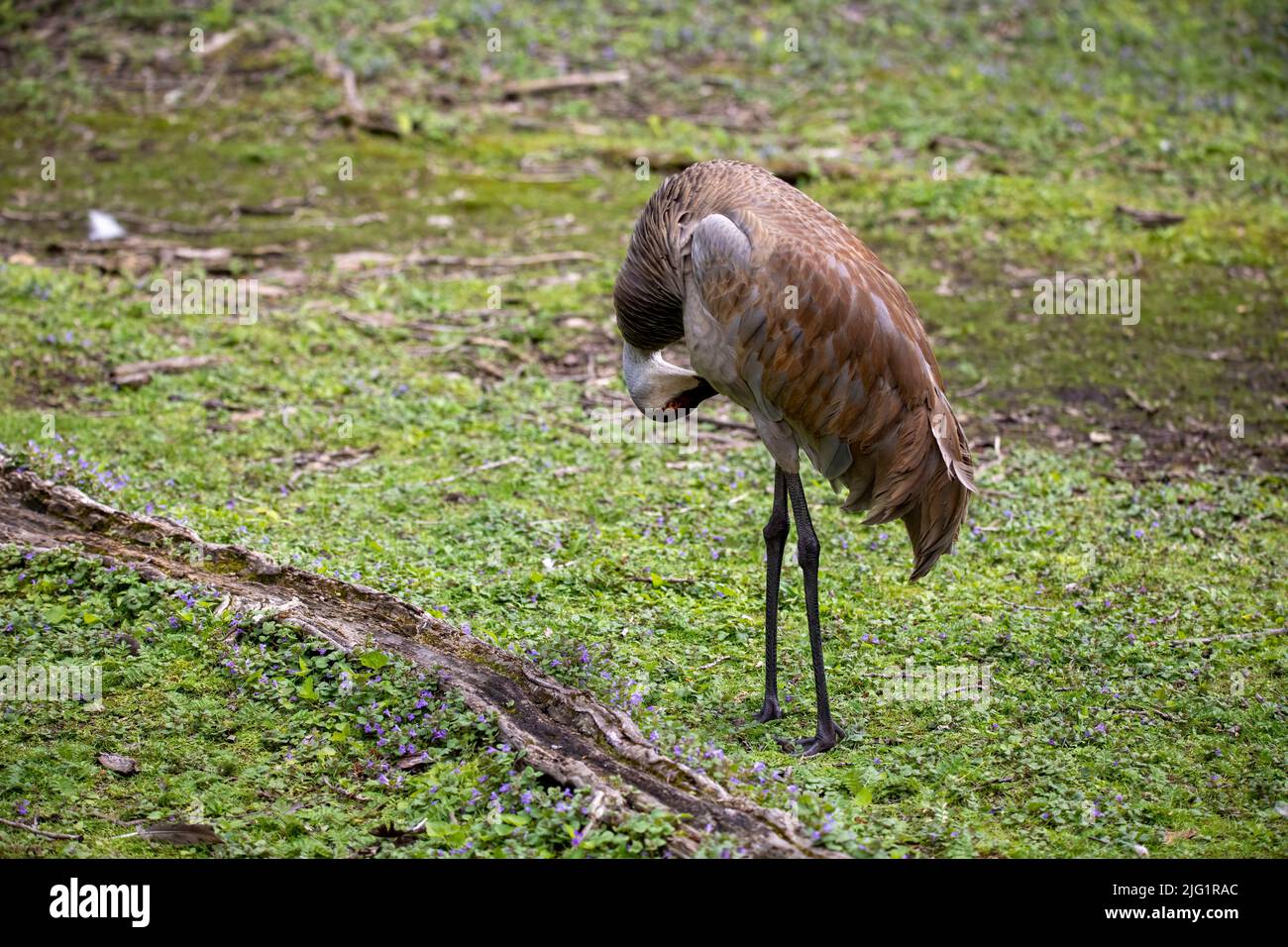 The sandhill crane(Antigone canadensis) . Native American bird a ...