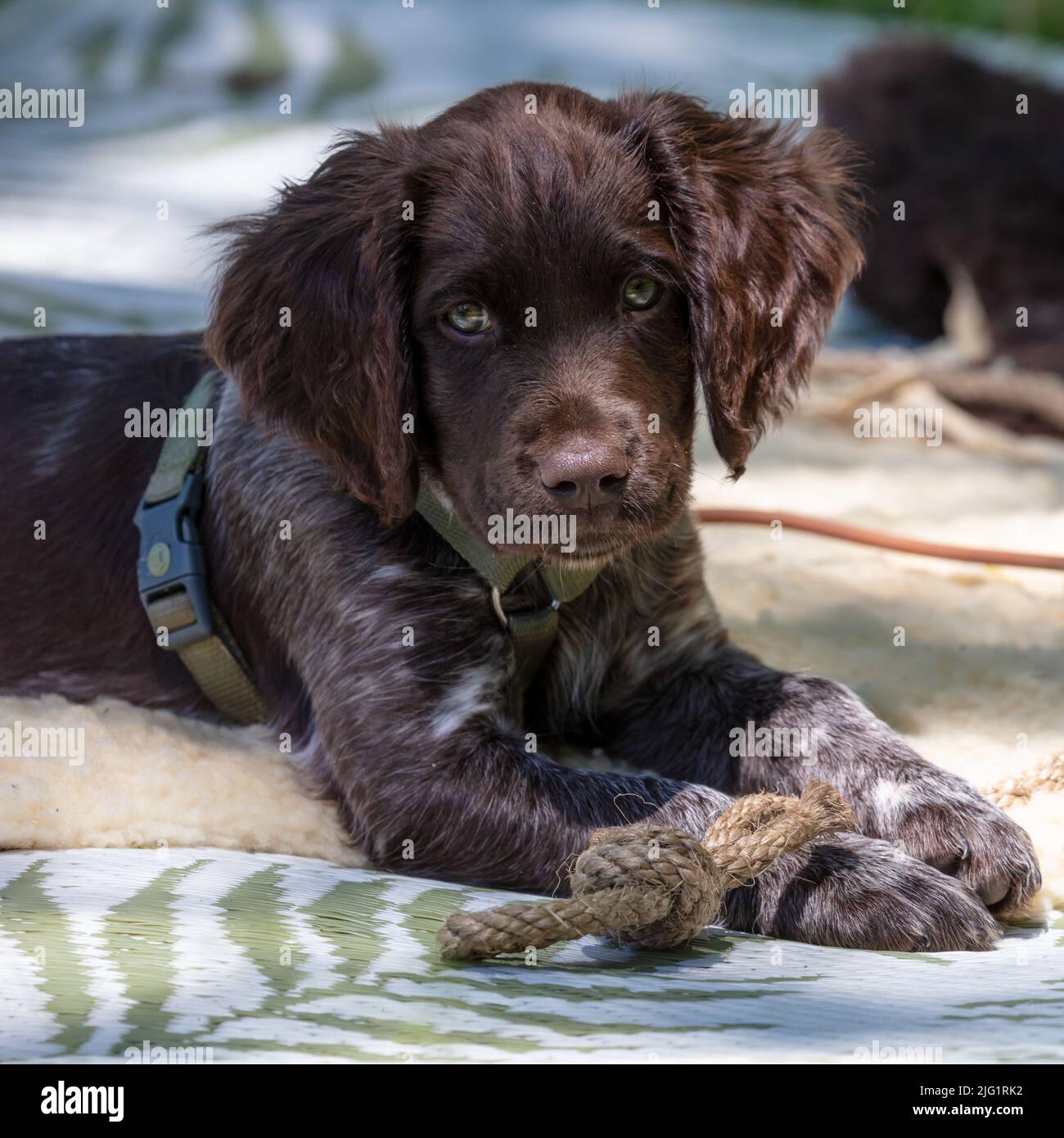Small Munsterlander puppy with a pice of rope Stock Photo - Alamy