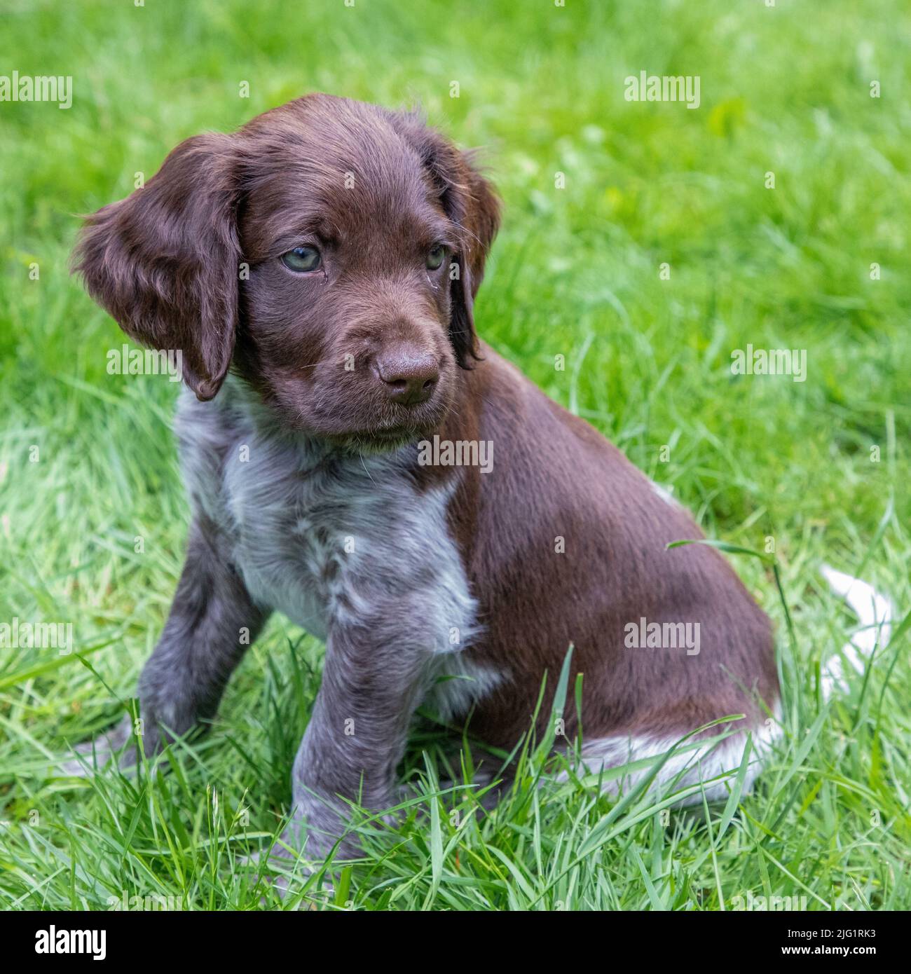 Small Munsterlander puppy in the grass Stock Photo - Alamy
