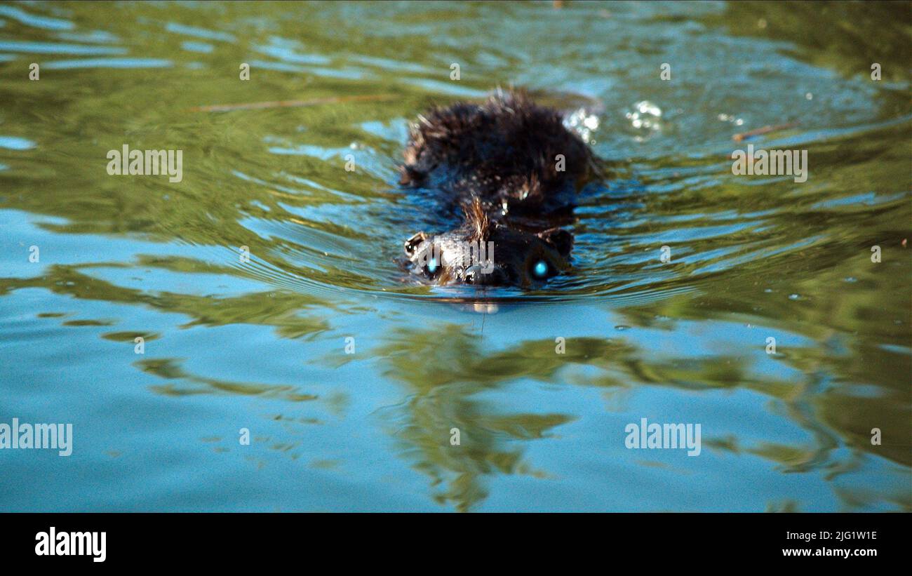 Zombiber hi-res stock photography and images - Alamy