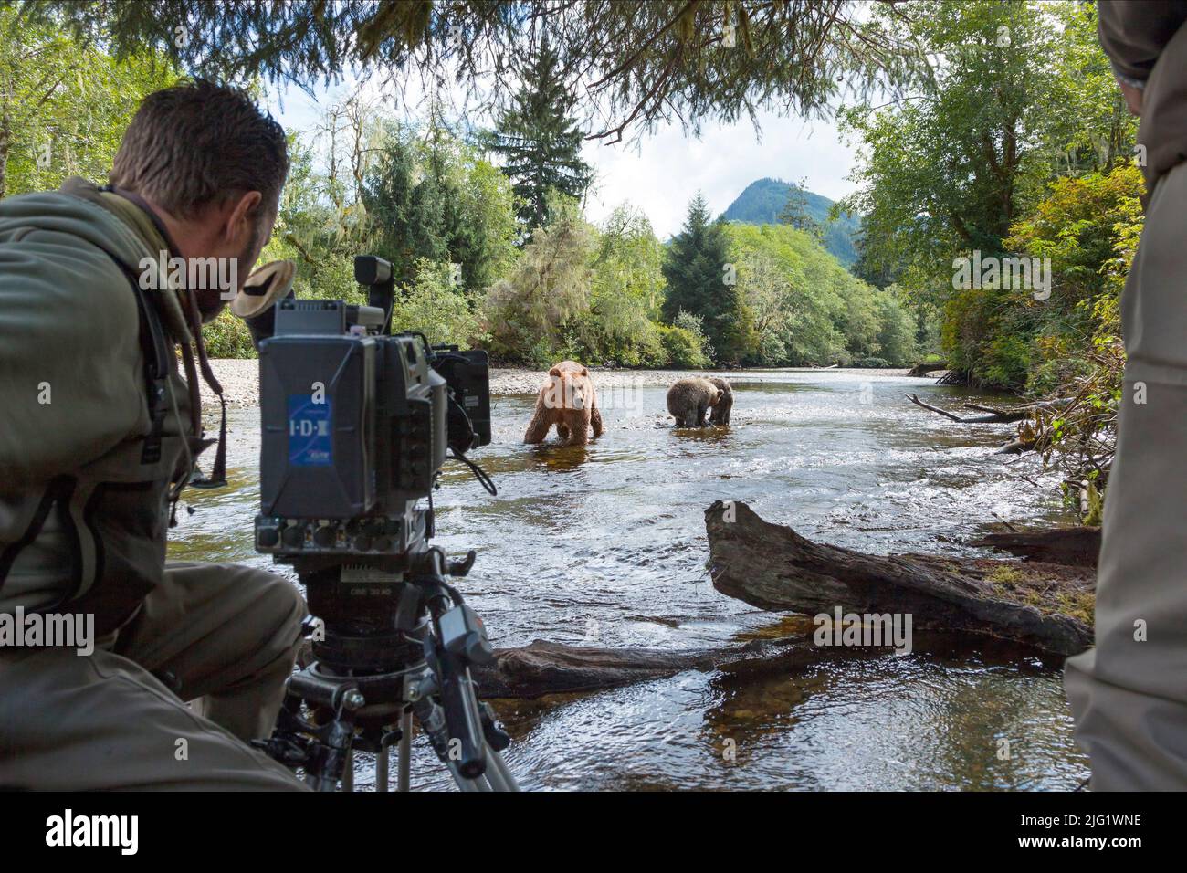 Camerman films bears hi-res stock photography and images - Alamy