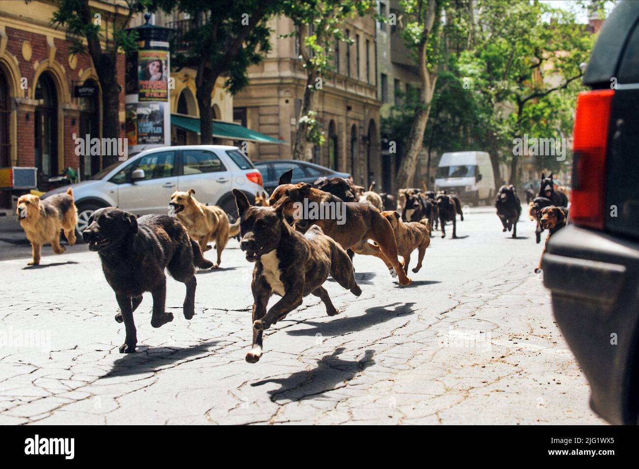DOGS ROAM THE STREETS, WHITE GOD, 2014 Stock Photo - Alamy