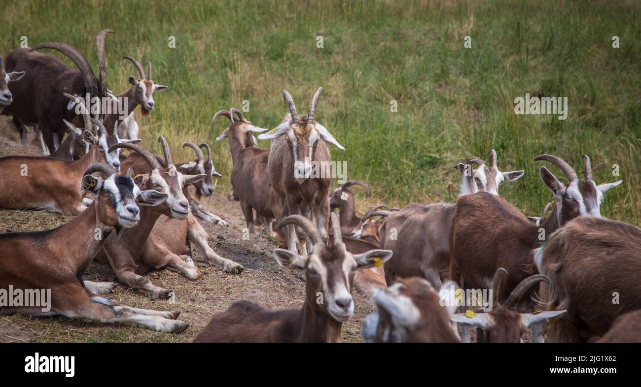 A herd of Togggenburger goats, a dairy goat breed from Switzerland ...