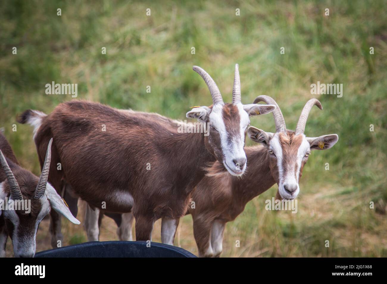 A herd of Togggenburger goats, a dairy goat breed from Switzerland ...