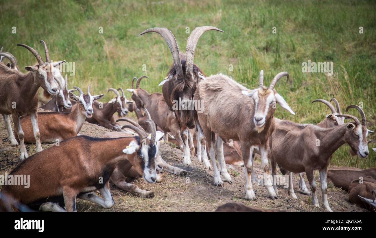 Goats free range hi-res stock photography and images - Alamy