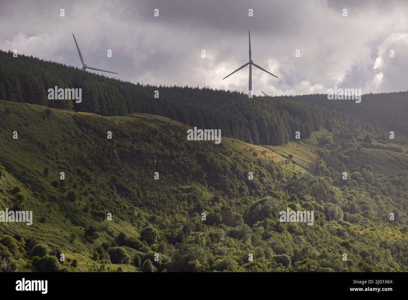 A view of the forestry at Clydach Vale in the Rhondda Valley, Wales on ...