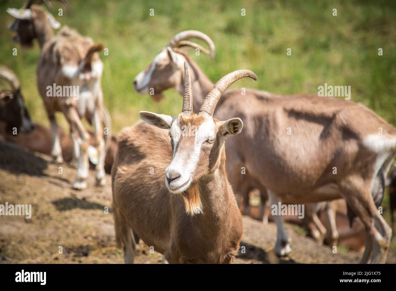 A herd of Togggenburger goats, a dairy goat breed from Switzerland ...