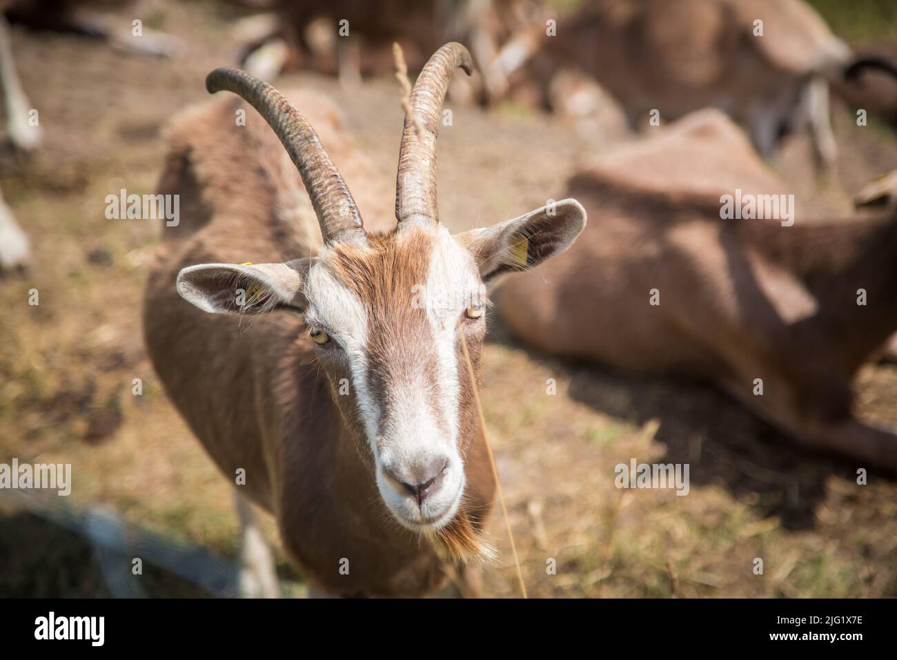 A herd of Togggenburger goats, a dairy goat breed from Switzerland ...