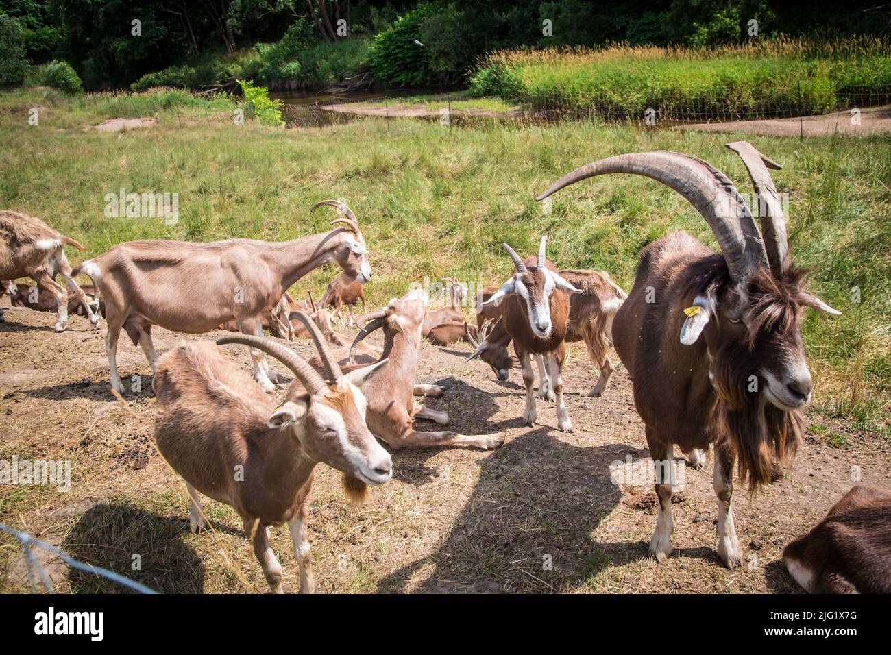 A herd of Togggenburger goats, a dairy goat breed from Switzerland ...