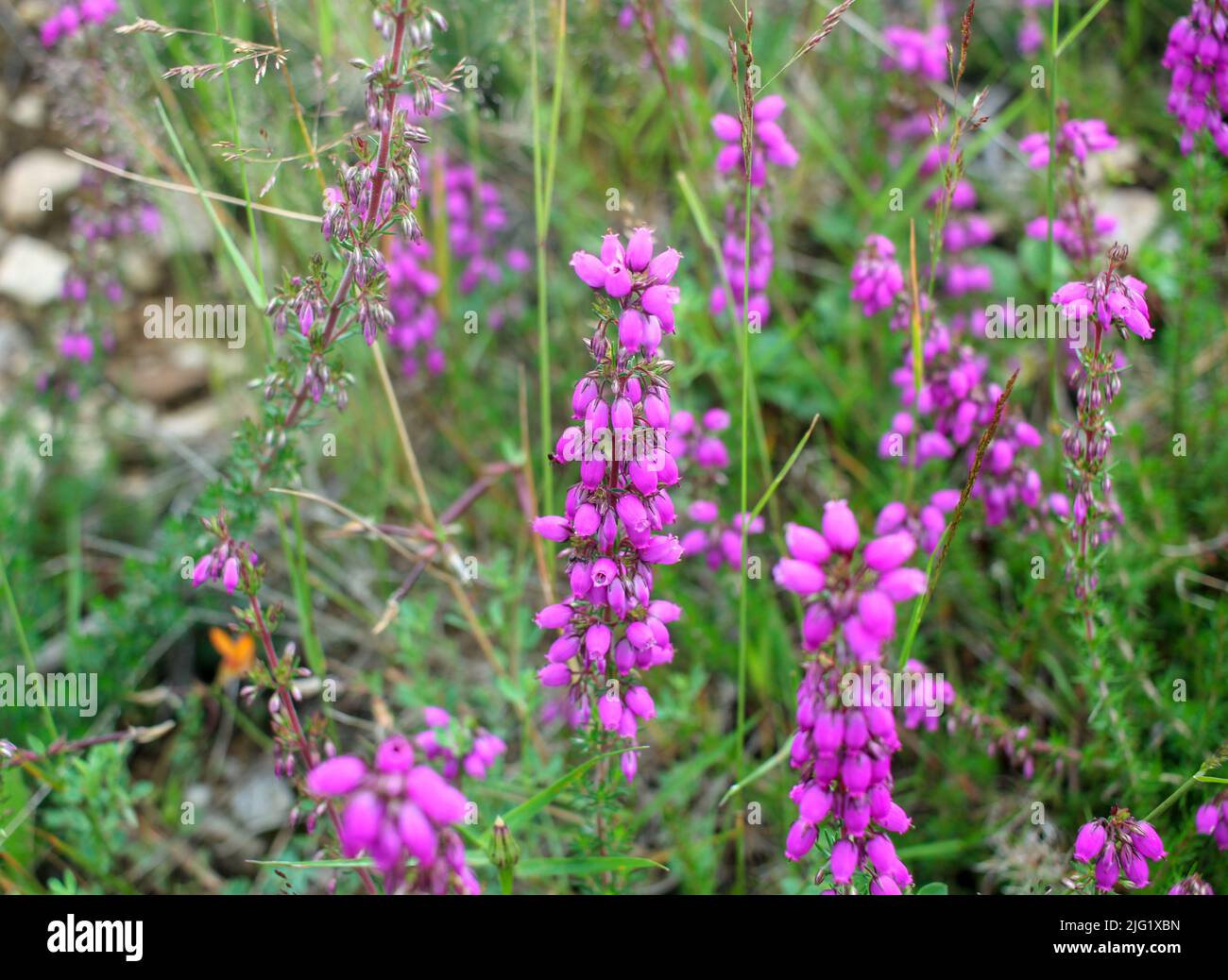 Flower nature wildflower hi-res stock photography and images - Alamy