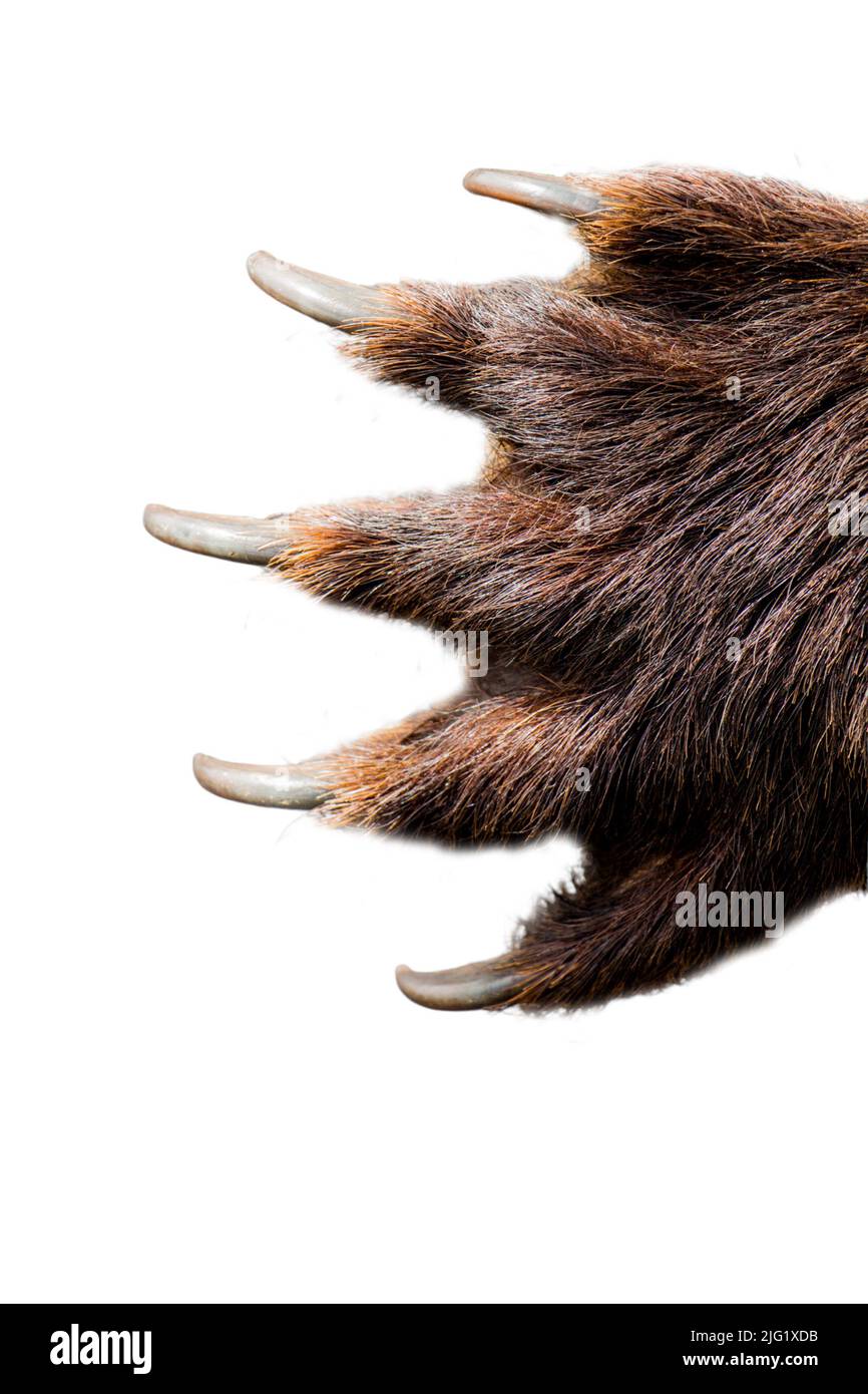 Strong claws hi-res stock photography and images - Alamy