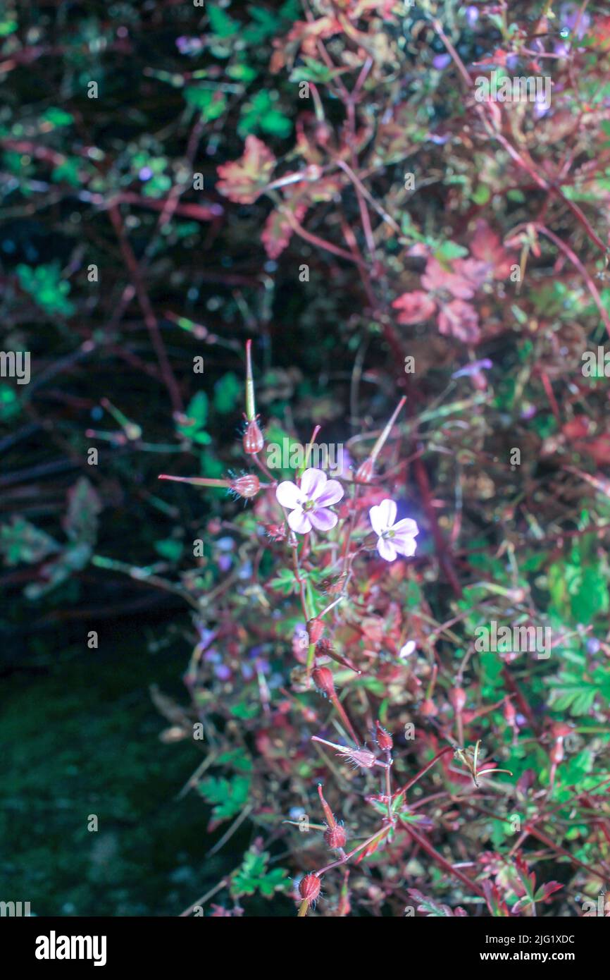 Tiny flower in nature hi-res stock photography and images - Alamy