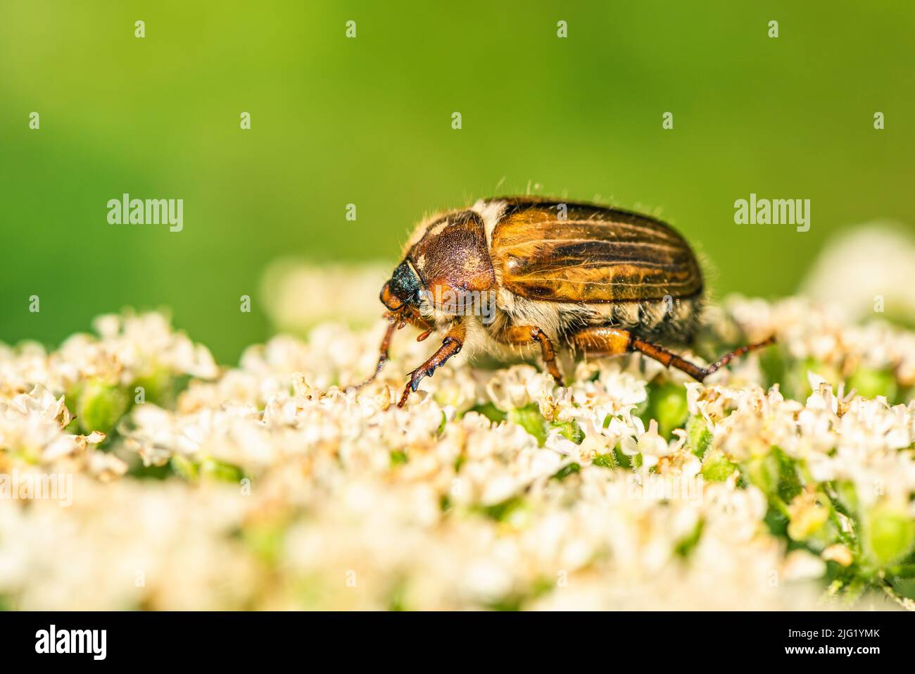 Summer Chafer, Amphimallon solstitialis Stock Photo - Alamy