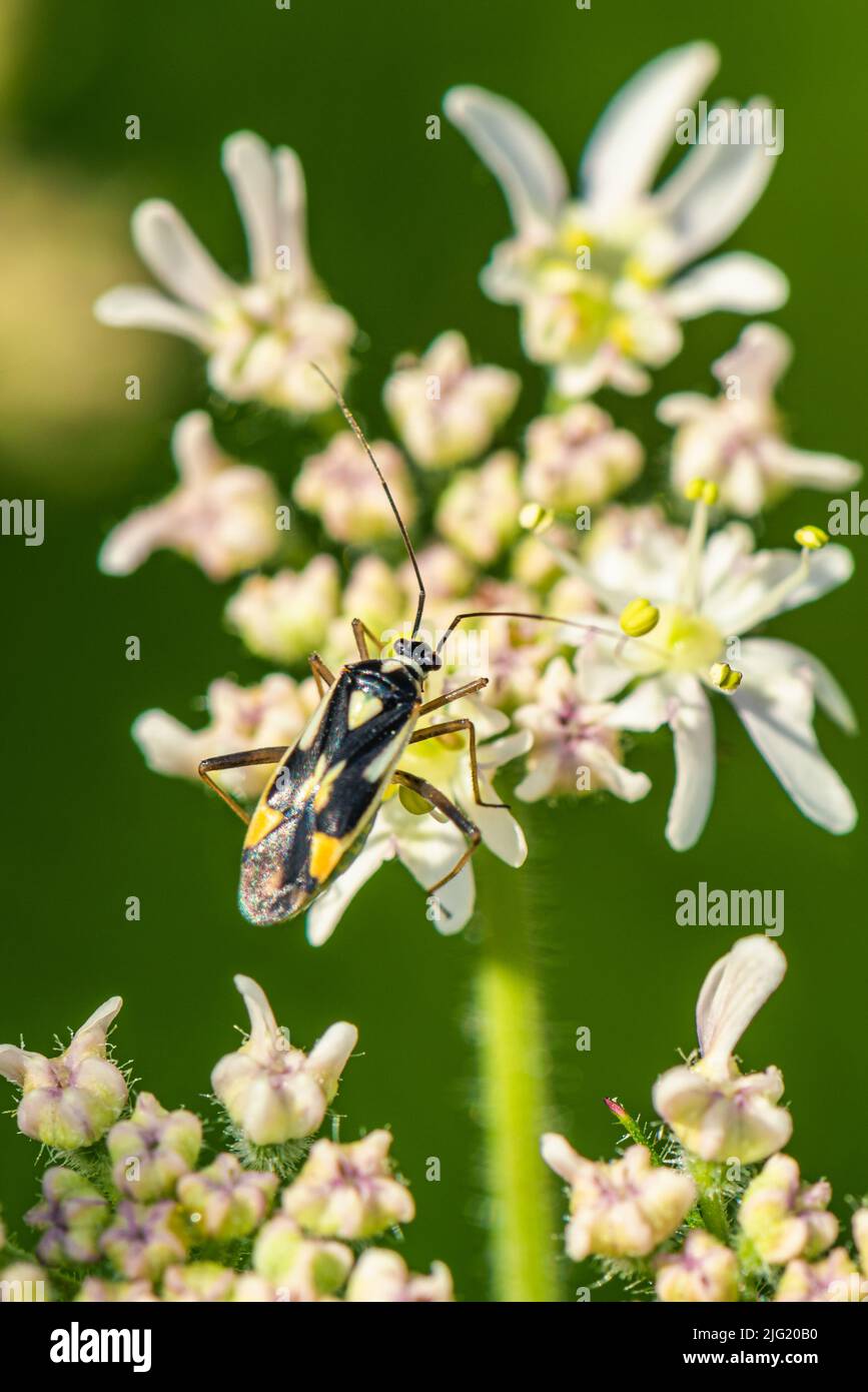 Stysi hi-res stock photography and images - Alamy