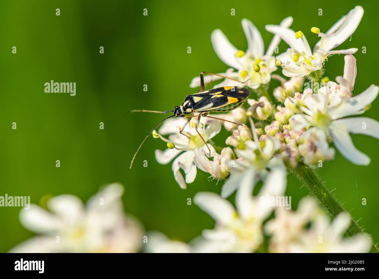 Stysi hi-res stock photography and images - Alamy