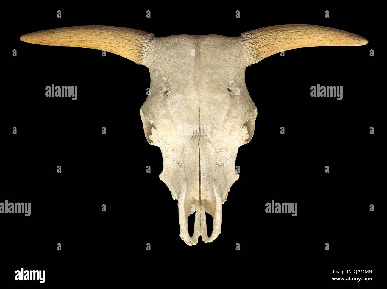 Horned skull hi-res stock photography and images - Alamy