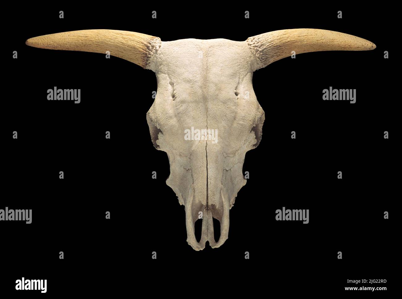 Horned skull hi-res stock photography and images - Alamy