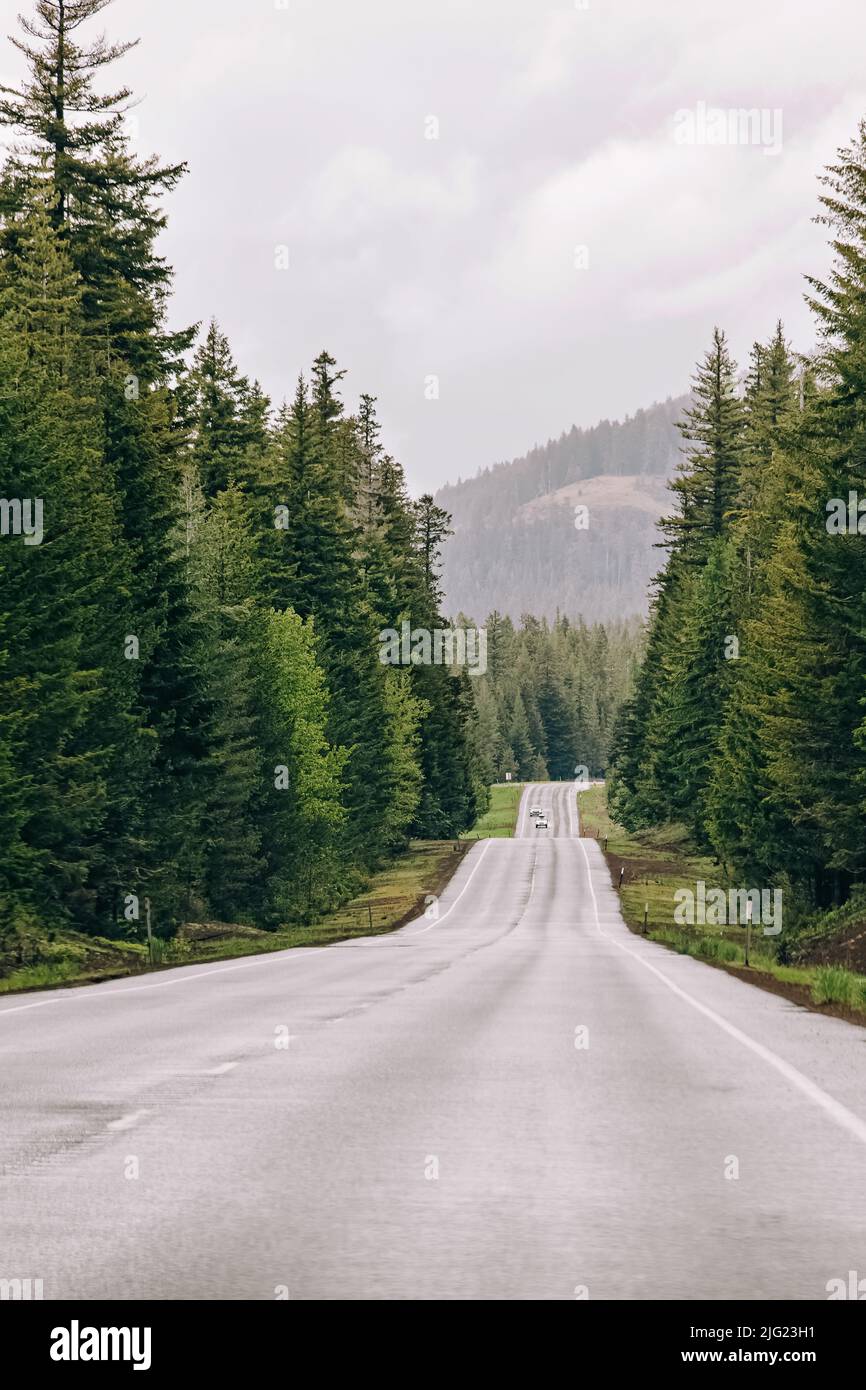 Path winding through pine trees hi-res stock photography and images - Alamy