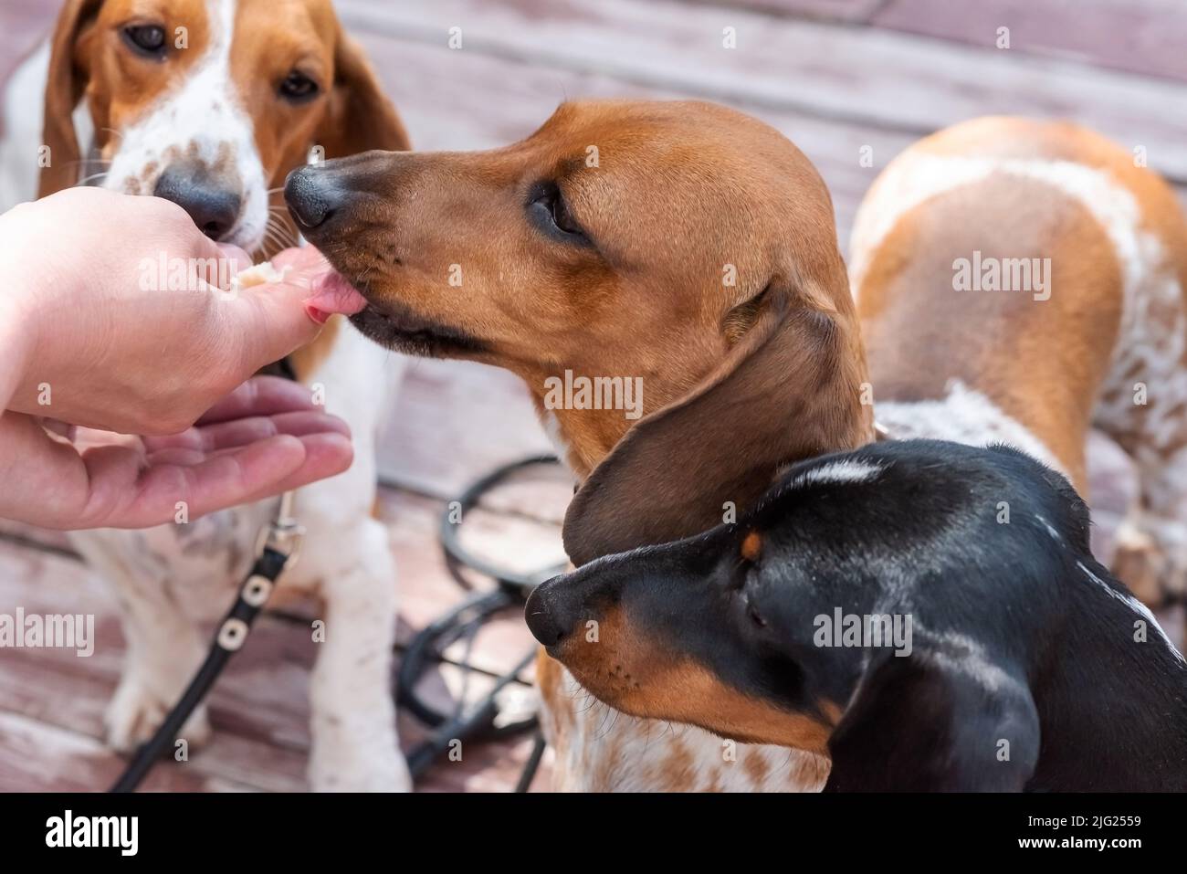 Three cute spotted pygmy dachshunds sniffing a person's hand. High ...