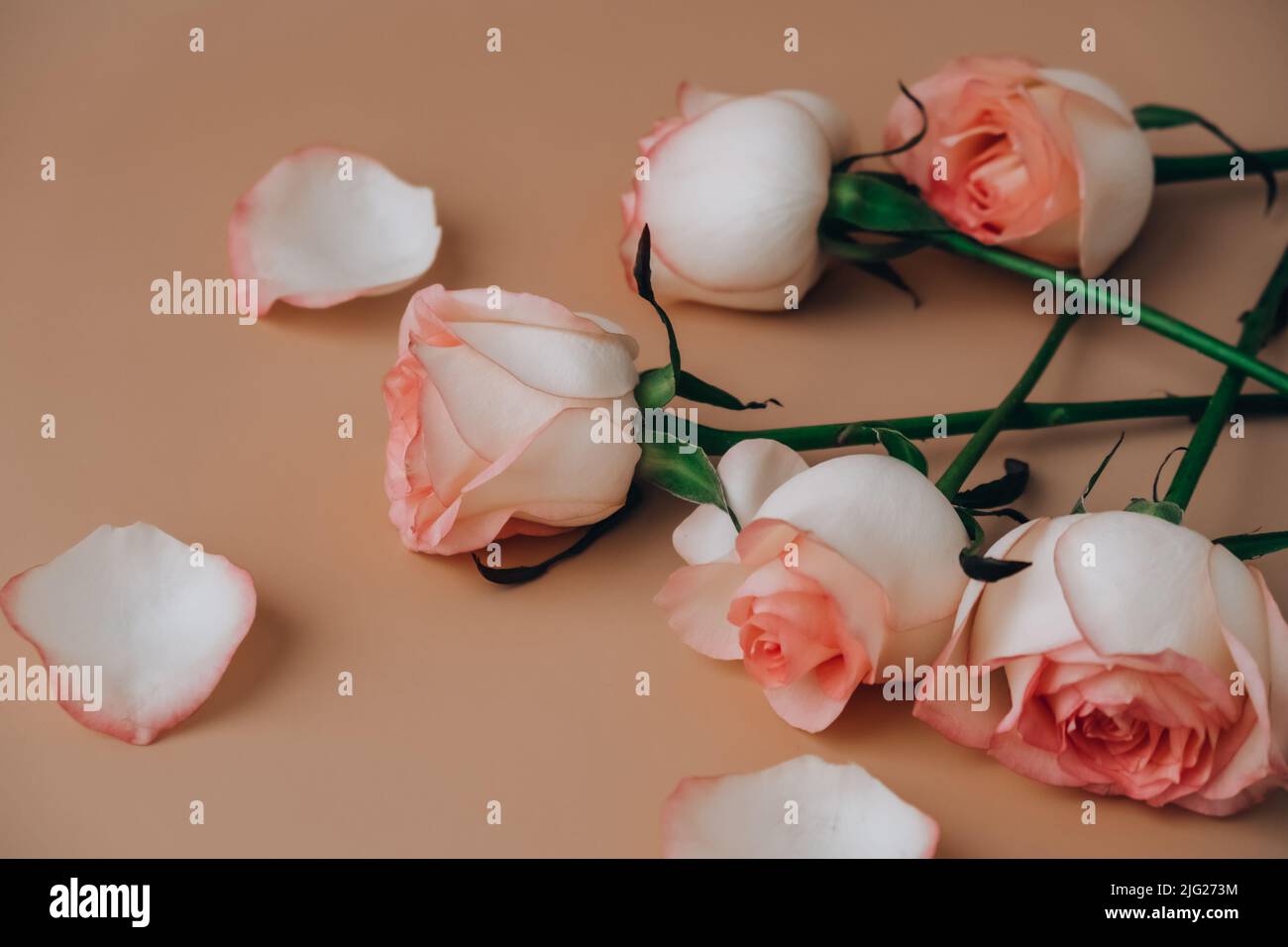 Delicate pink roses on beige background. Minimal trendy composition ...