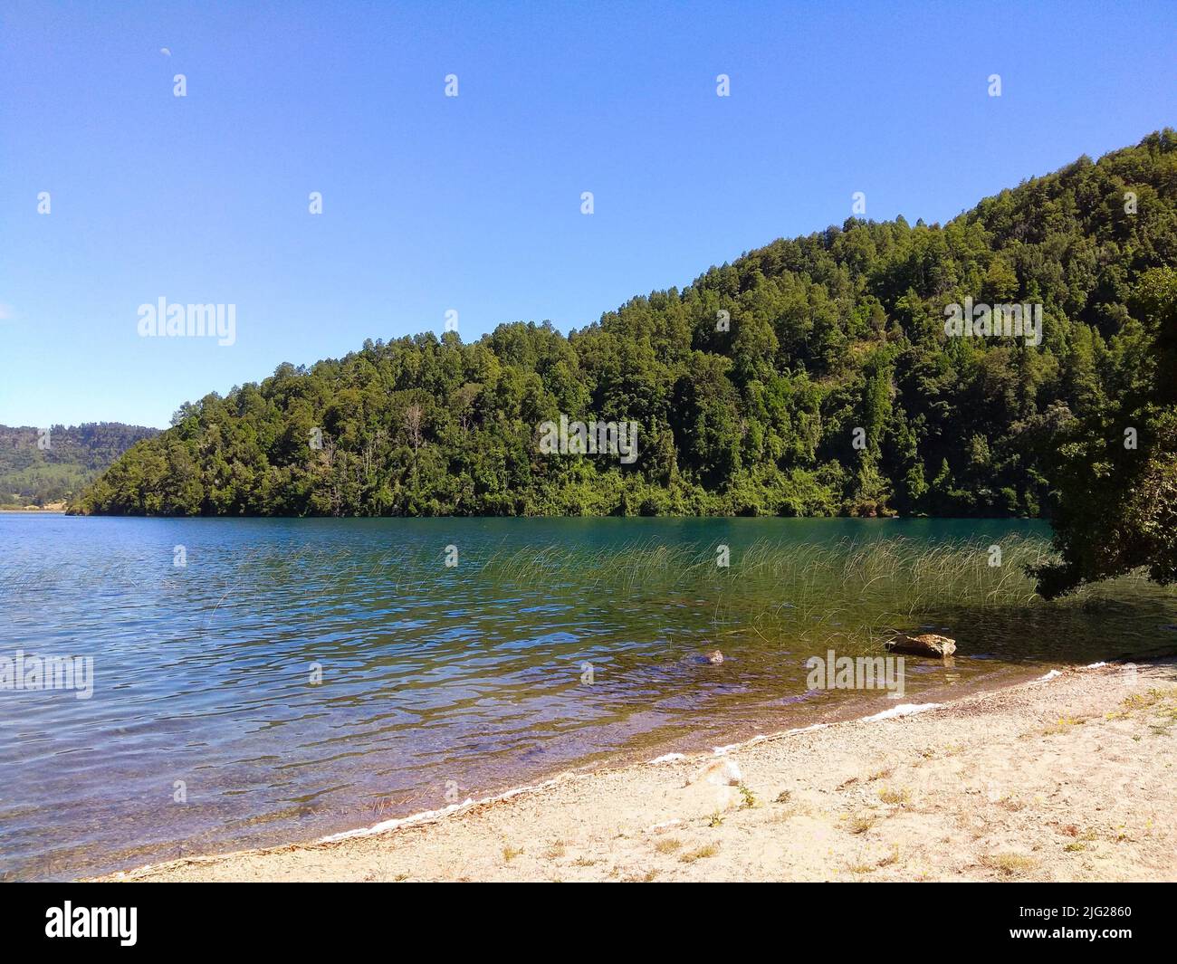 Lake shore in summer in southern Chile Stock Photo - Alamy
