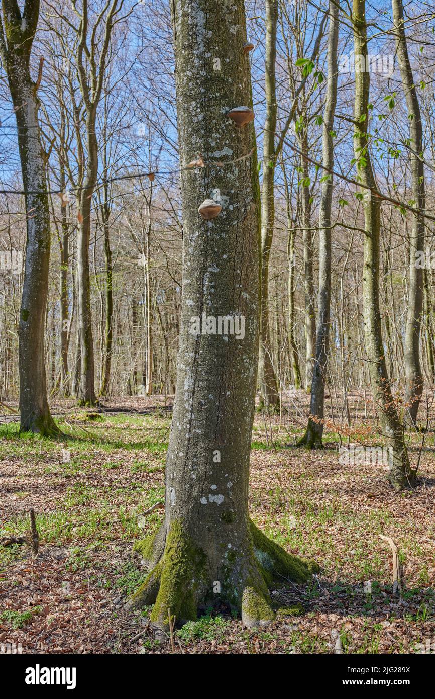 Leafless trees growing in a forest in early spring. Landscape of lots ...