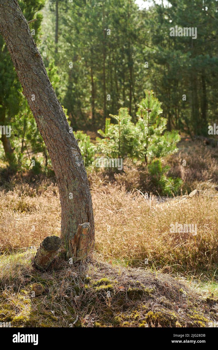Beautiful forest landscape with tall trees with bright and vibrant ...