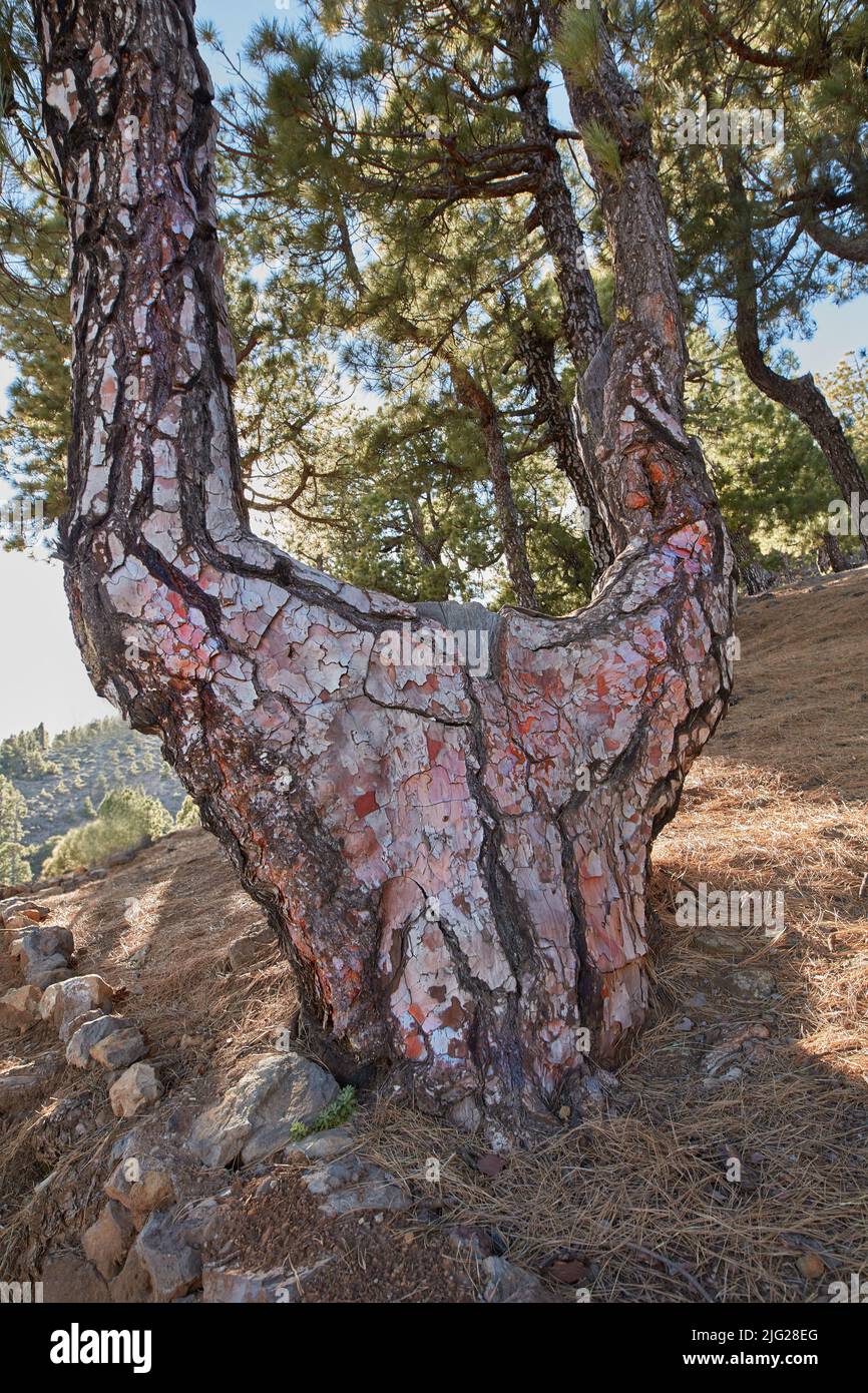Beautiful Pine forests in the mountains of La Palma, Canary Islands ...