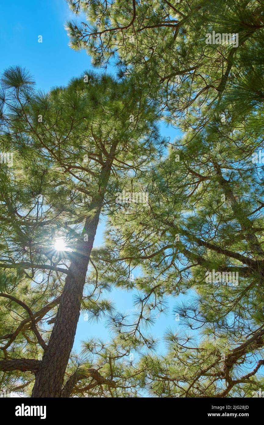 Low angle of pine trees in a forest against a bright blue background ...