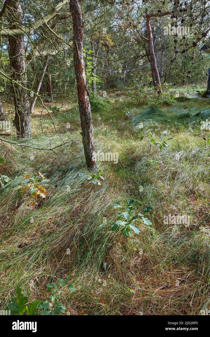 A beautiful wild pine forest with lush green grass and uncultivated ...