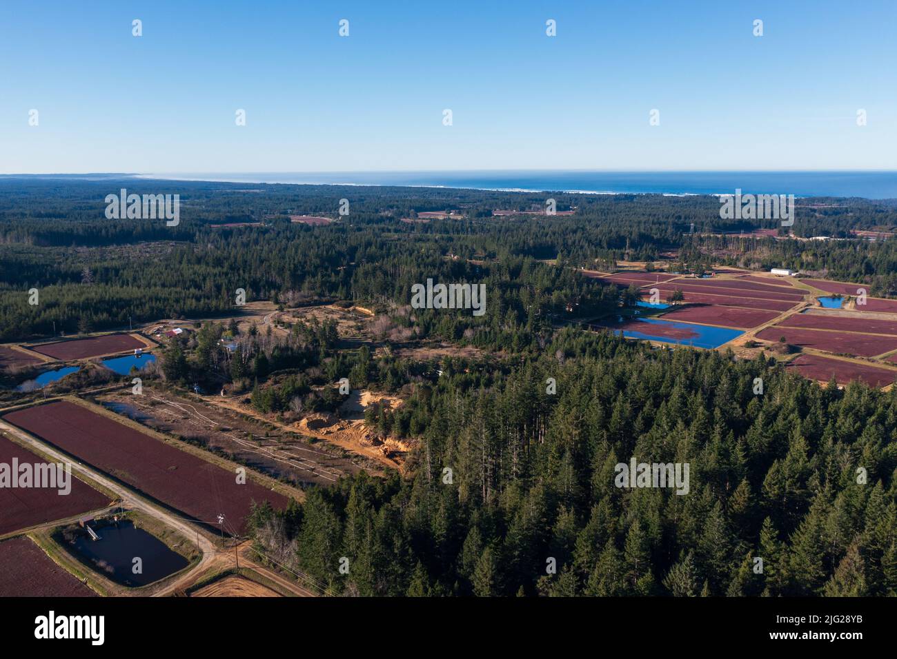 Cranberry bogs in Southern Oregon Stock Photo - Alamy