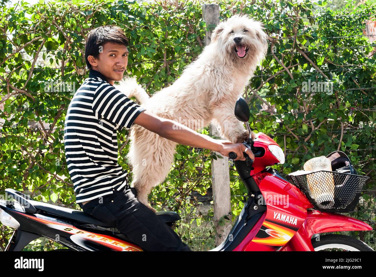 Dog Riding Motorbike