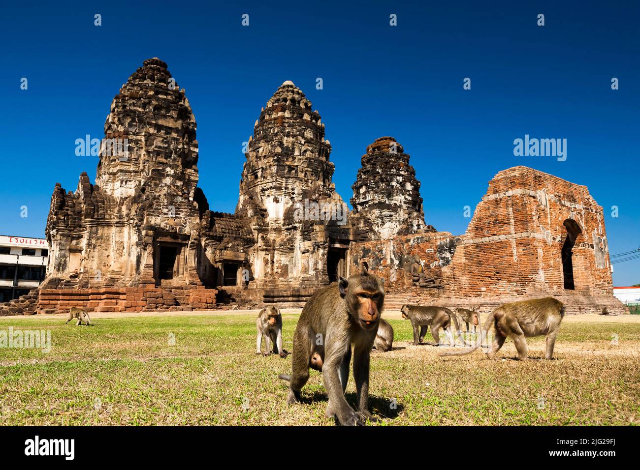 Monkey temple, Pra Prang Sam Yod(Yot), crab-eating macaque, eating ...