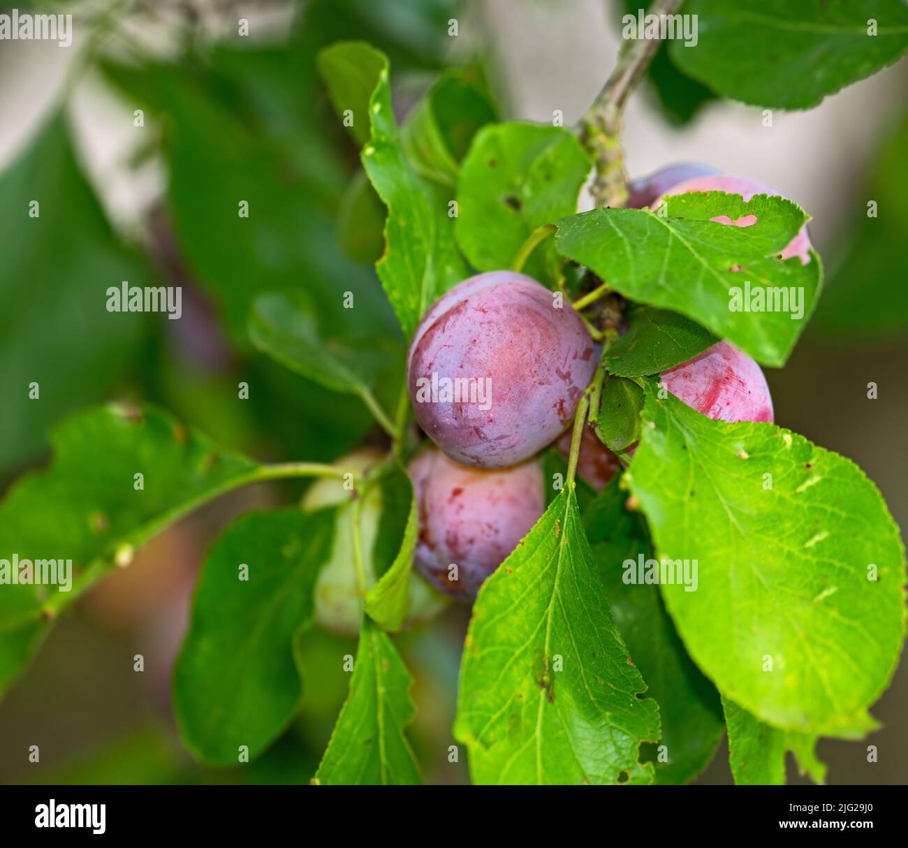 Closeup of purple plums growing on a green plum tree branch in a home ...