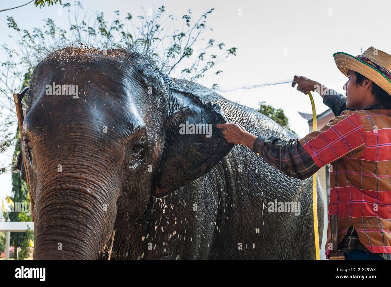 Elephant village, mahout and elephant shower, Surin, Isan(Isaan ...