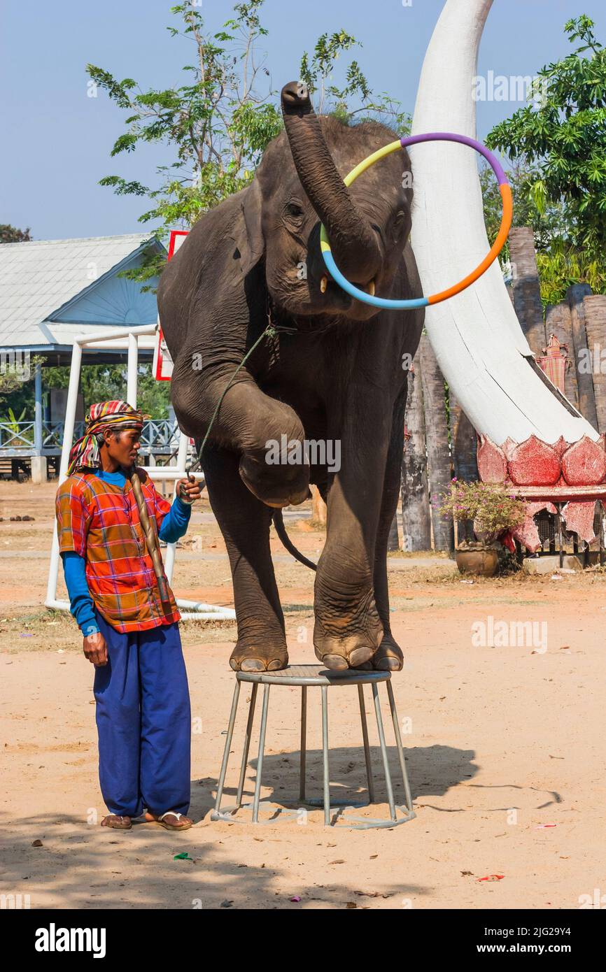 Elephant village, elephant show, performance, Surin,Isan(Isaan ...