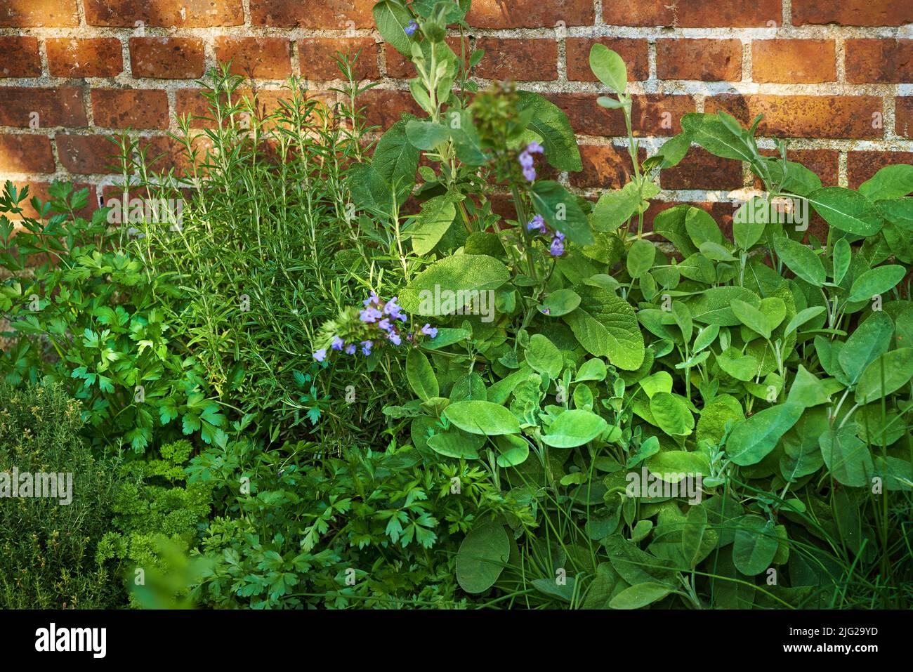 Herbs texture hi-res stock photography and images - Alamy