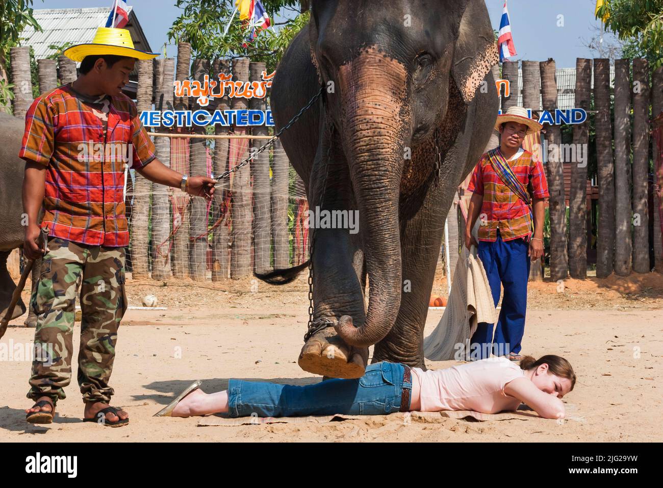 Elephant village, elephant show, performance, Surin,Isan(Isaan ...