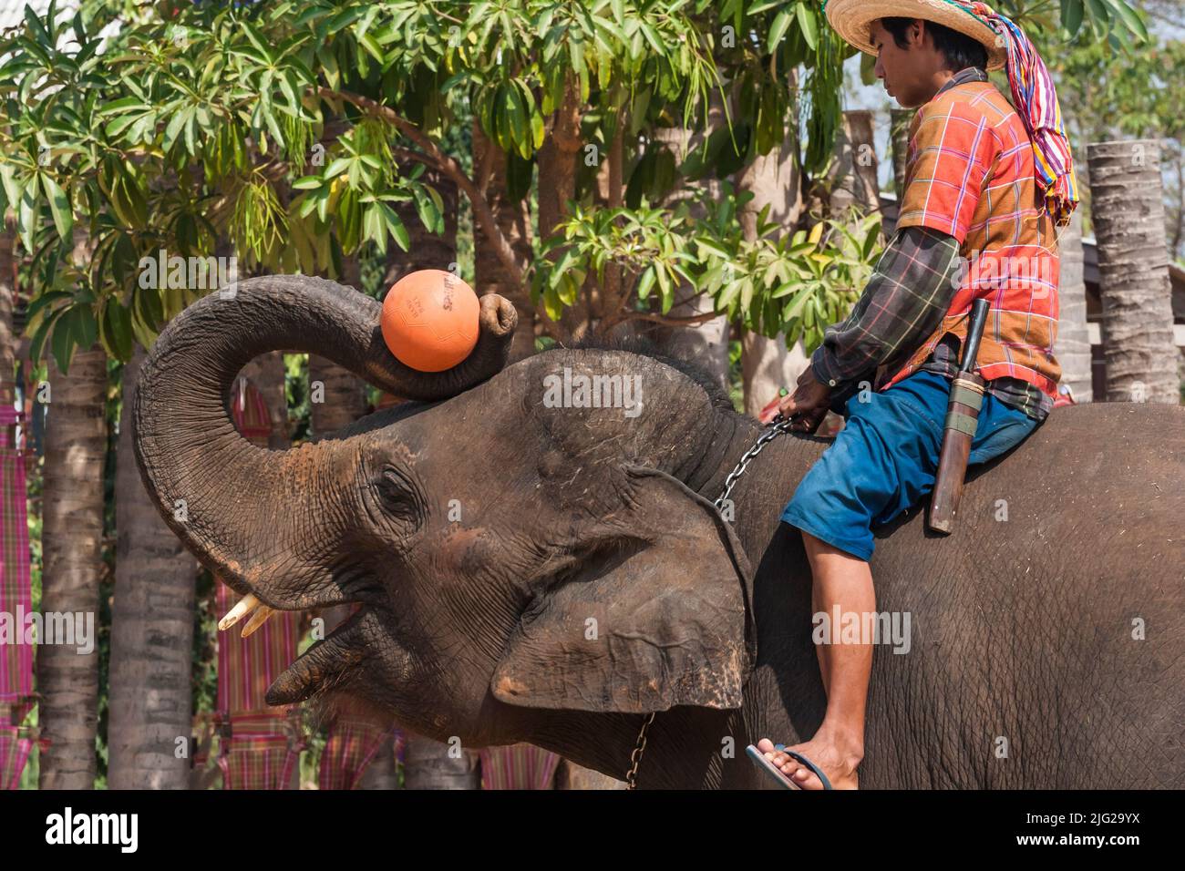 Elephant village, elephant show, performance, Surin,Isan(Isaan ...