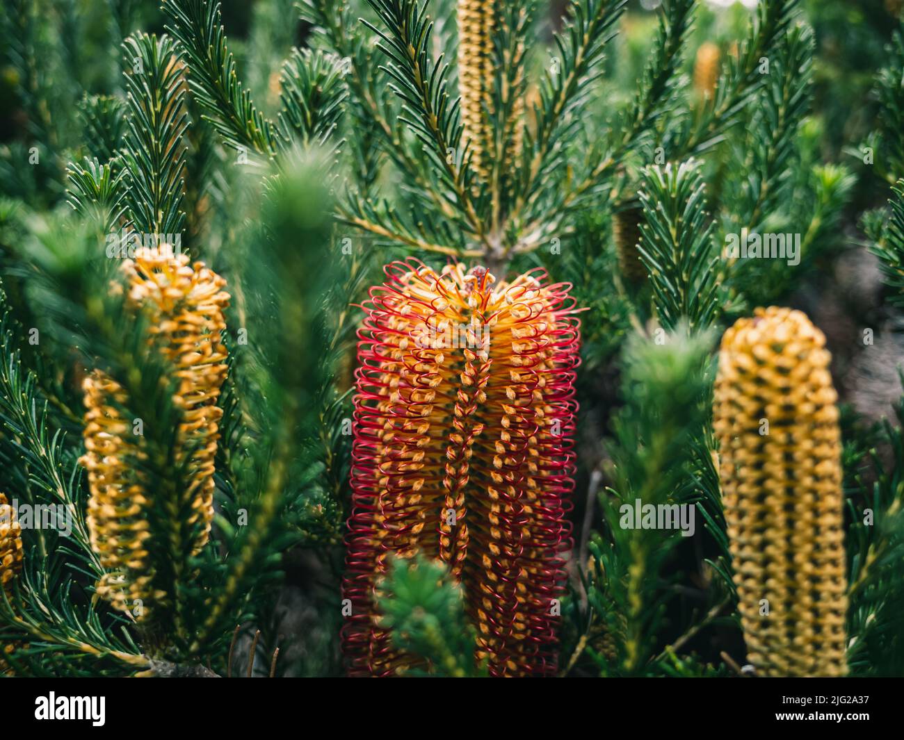 Banksia is a genus of around 170 species in the plant family Proteaceae ...