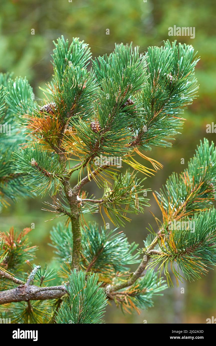 Cedar tree leaves hi-res stock photography and images - Alamy