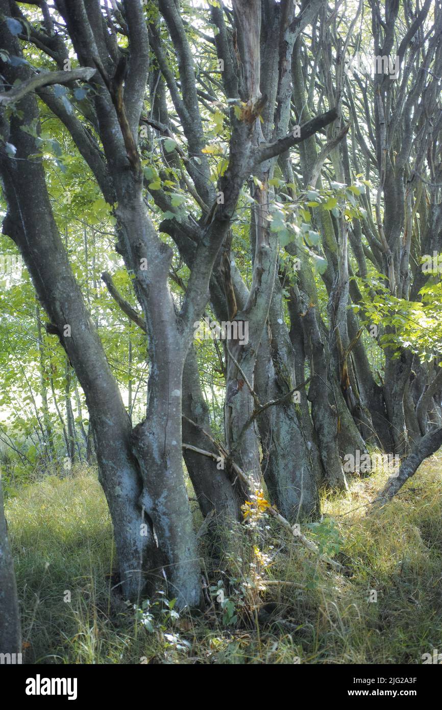 Tall trees in a wild forest in summer. A wilderness landscape of ...
