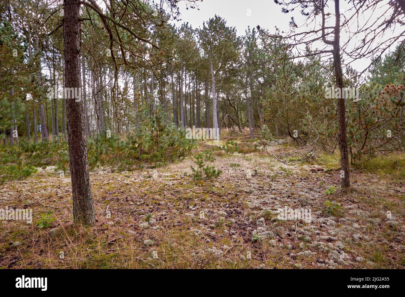 Tall trees in a wild forest in summer. A wilderness landscape of ...