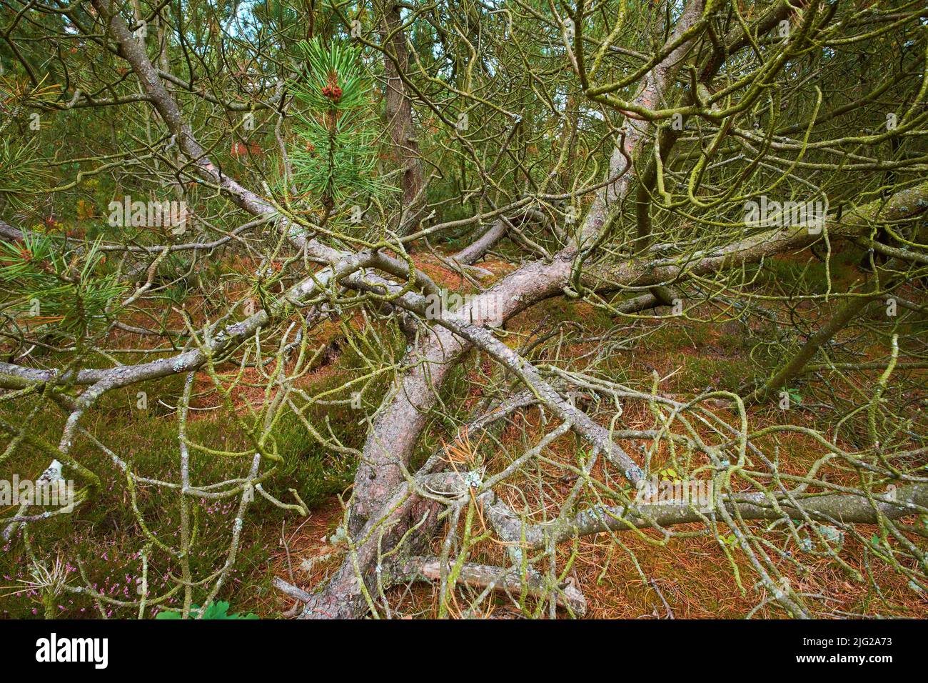 View of old dry pine trees in the forest. Fallen pine trees after a ...